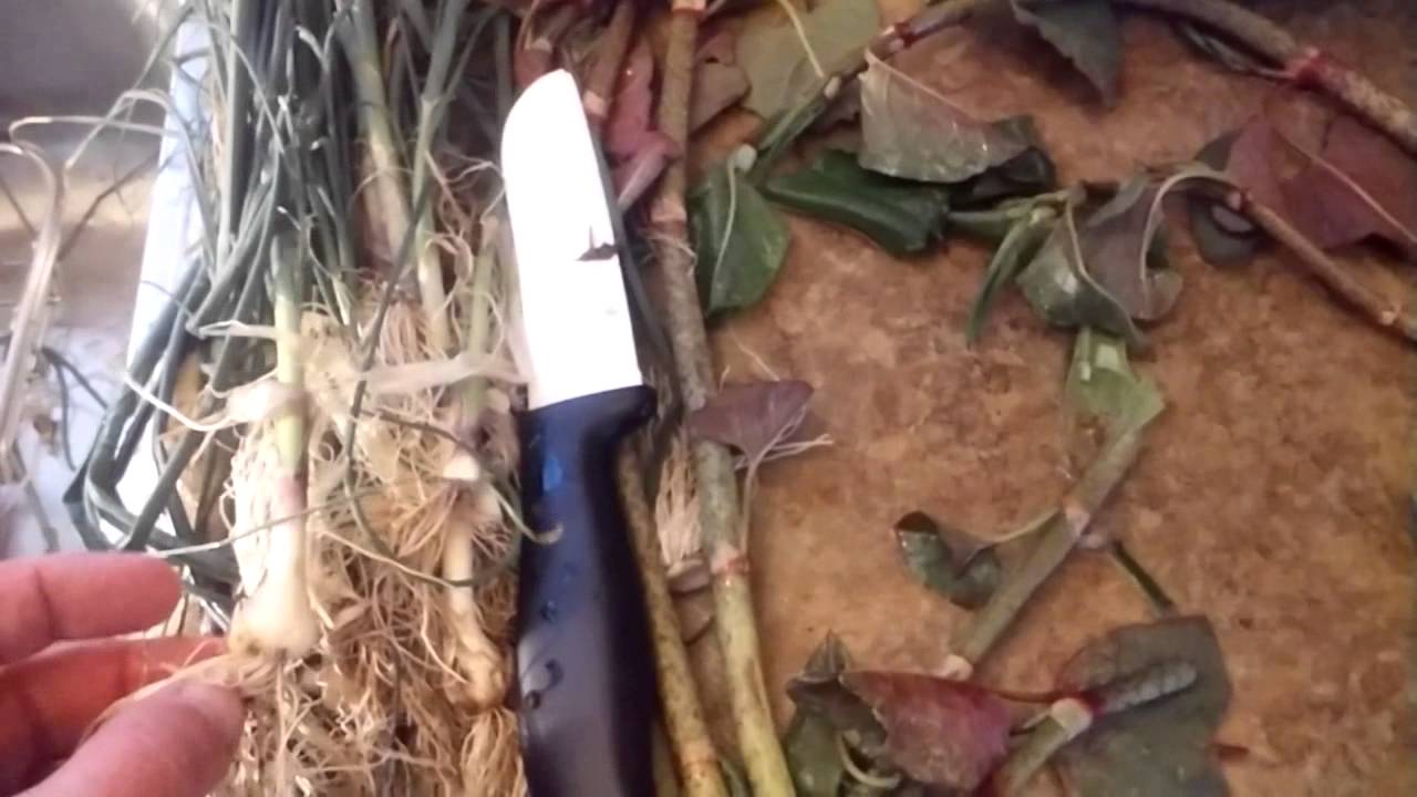 Japanese Knotweed - Eat Invasive Species - YouTube