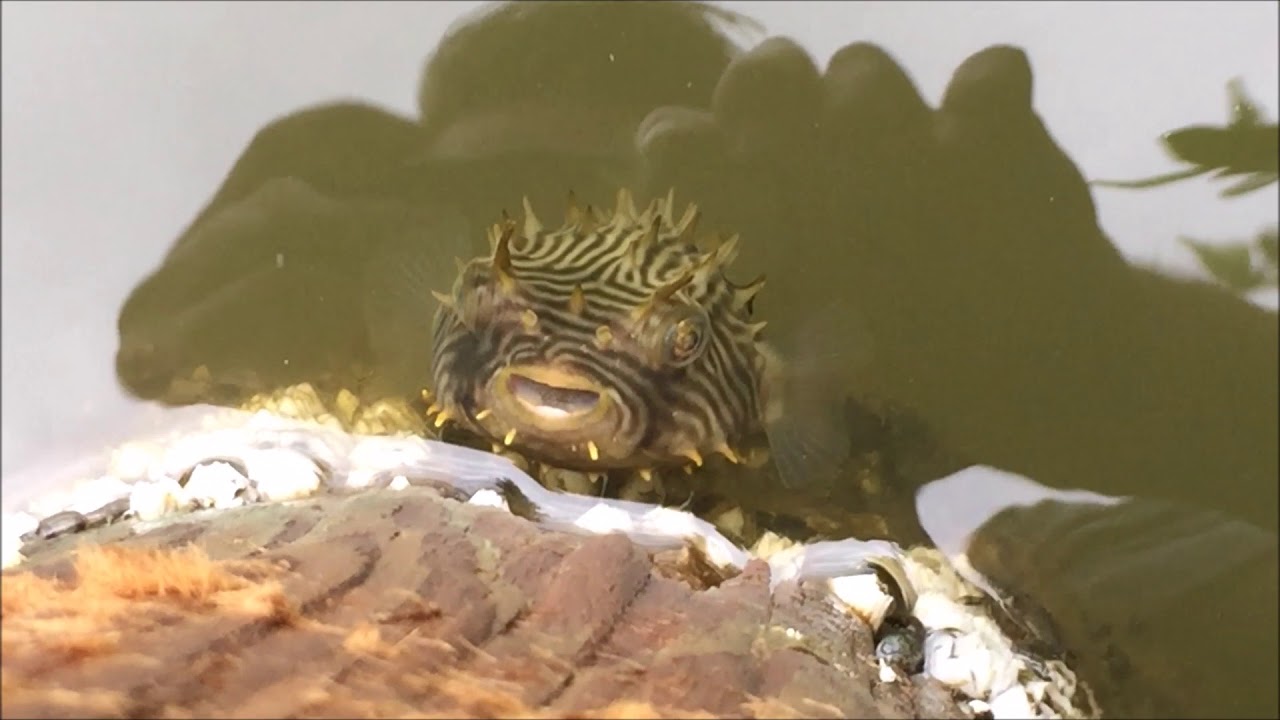 Spiny Box Puffer - YouTube