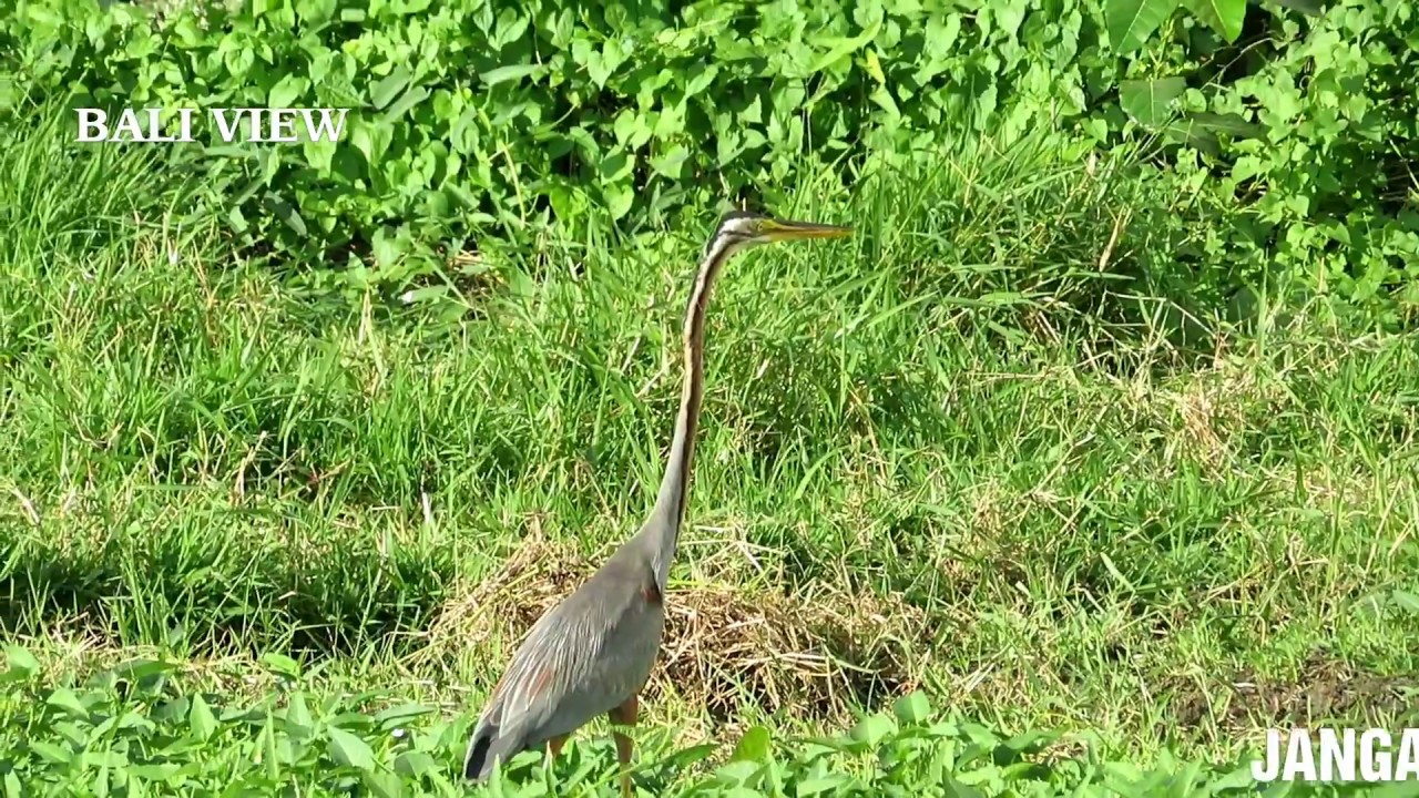 PERILAKU BURUNG BANGAU TONG-TONG DI ALAM LIAR (Jenis Bangau Terbesar ...