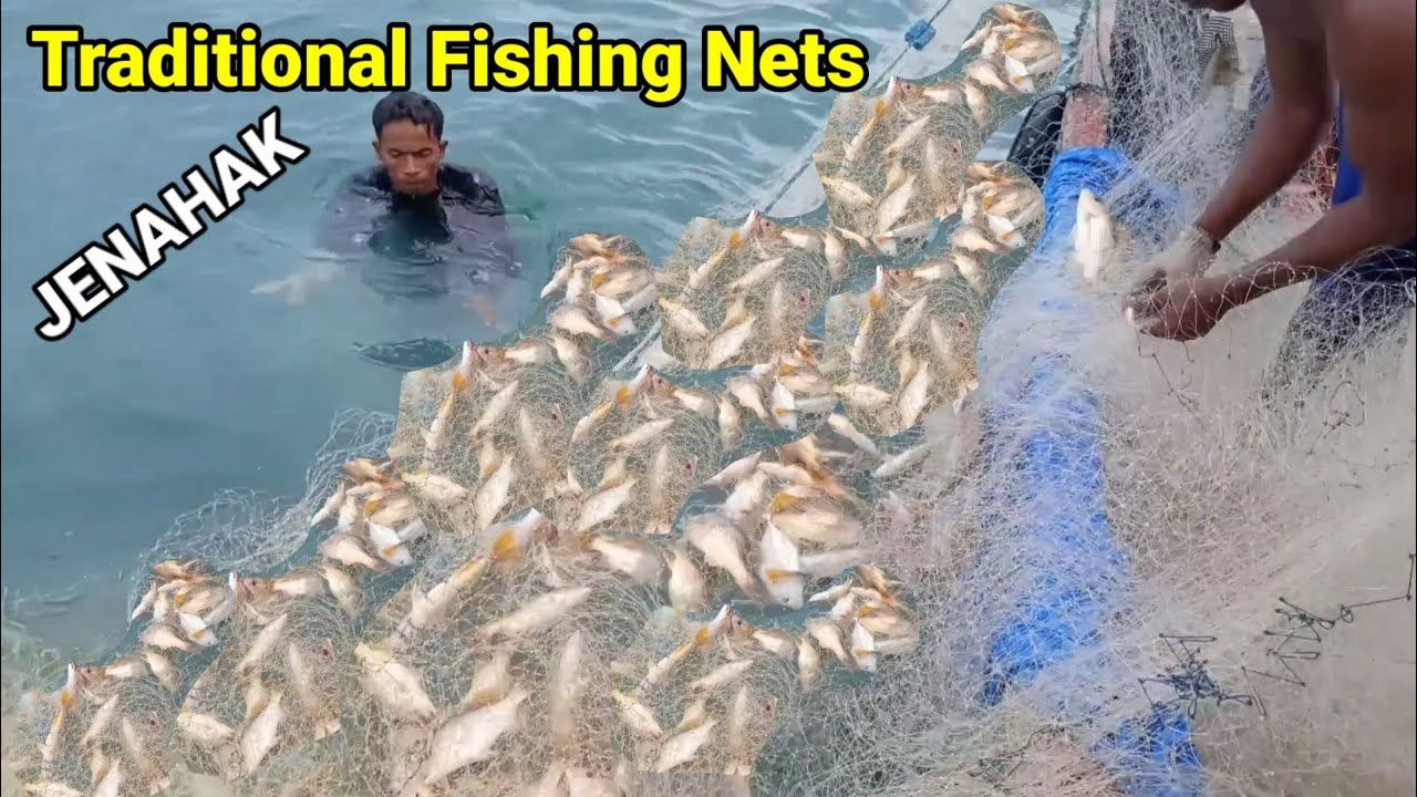 Amazing, Big Catch Fish JENAHAK With Traditional Fishing Nets - Catch ...