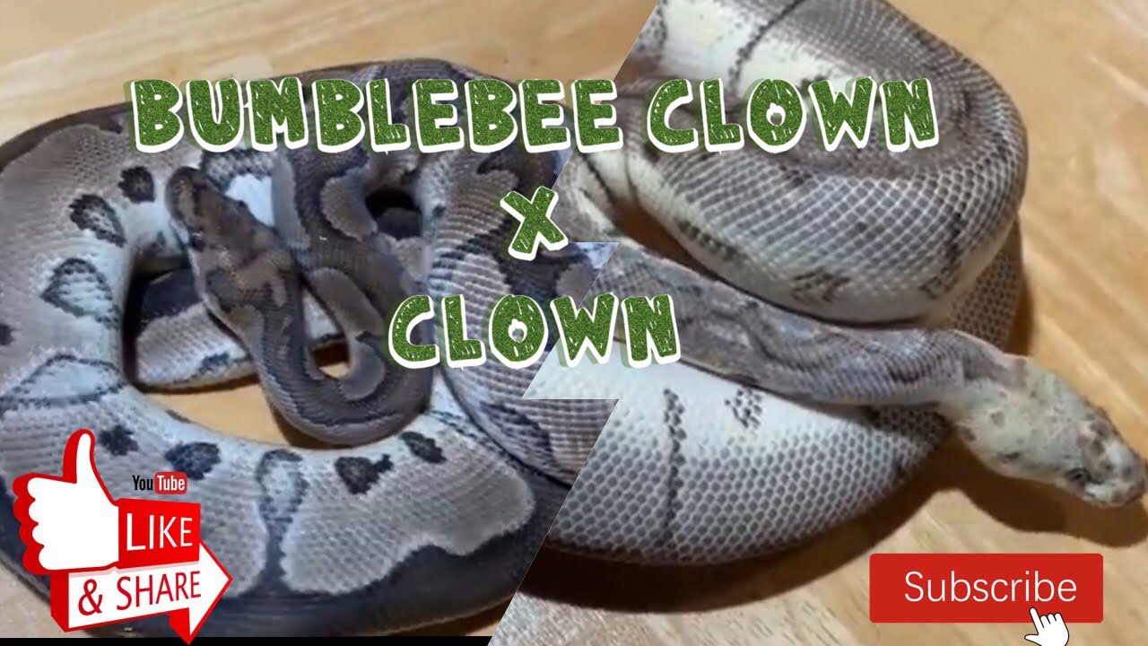 Update Bumblebee clown x clown ball python hatchlings - YouTube