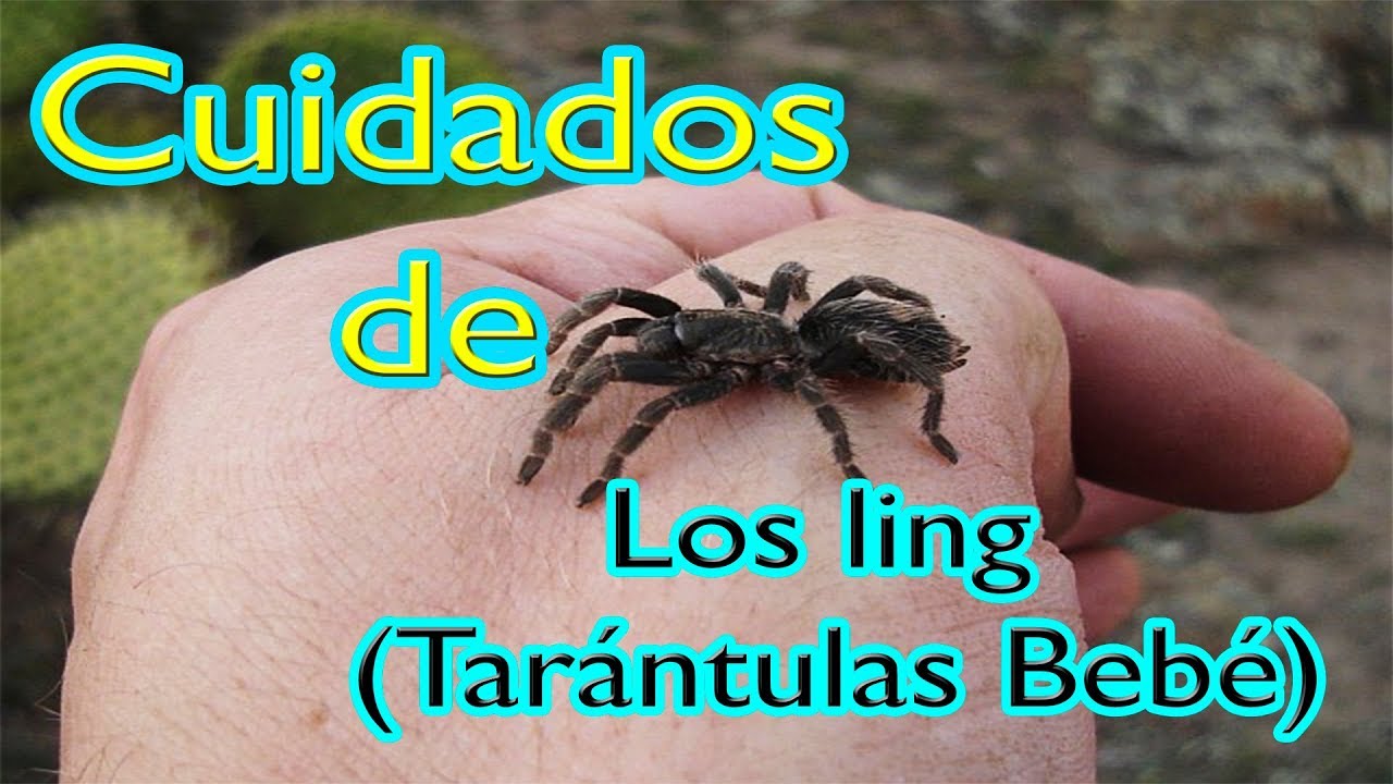 Cómo cuidar tarántulas bebés (Ling) - YouTube