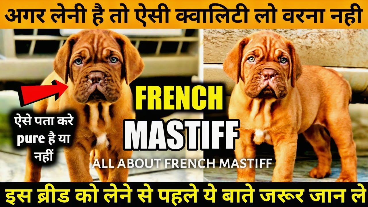 FRENCH MASTIFF || PSI 556 😱 || French mastiff puppies for sale || All ...