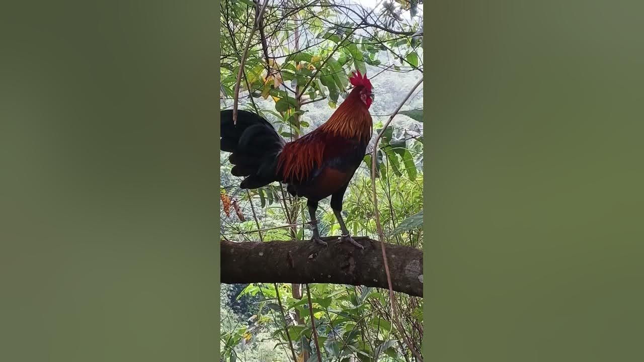 rov los tso qaib peb saib ua ke dua nawb qaib muag lawm nawb /6 /1/2025 - YouTube