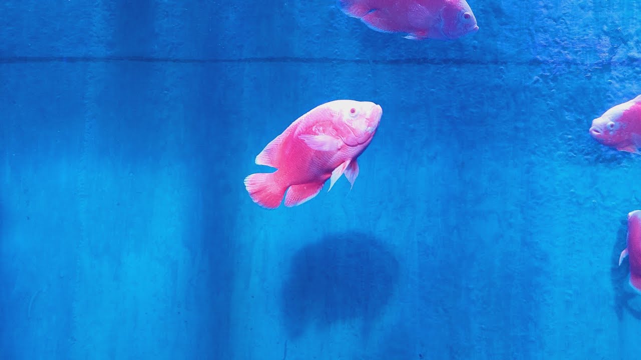 AQUARIUM FISH LIGHT 3 FEET TANK - YouTube