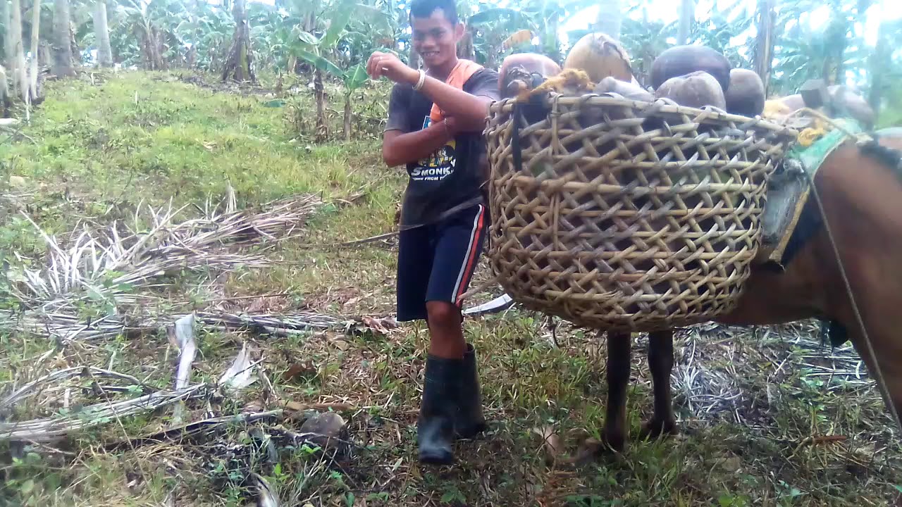 Kabayo - YouTube