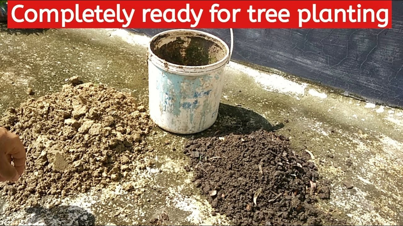 Proper soil preparation method for planting trees | Orange tree ...