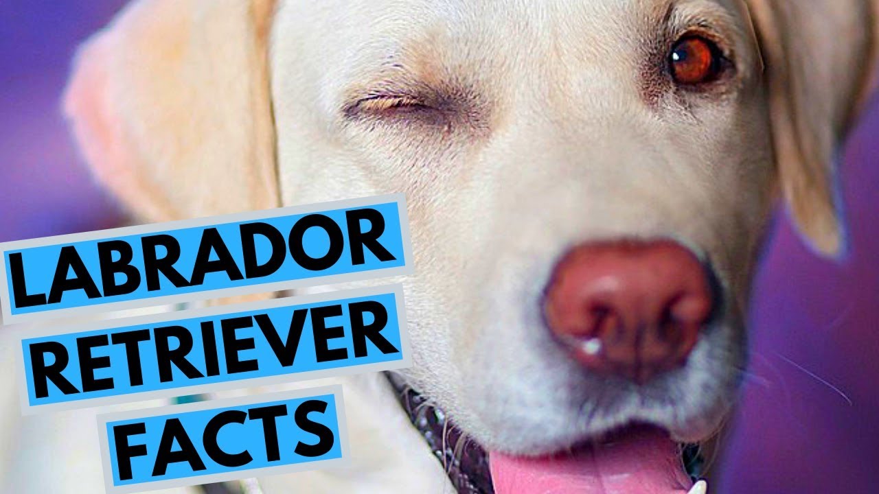 Labrador Retriever Dog Breed Facts and Information - YouTube