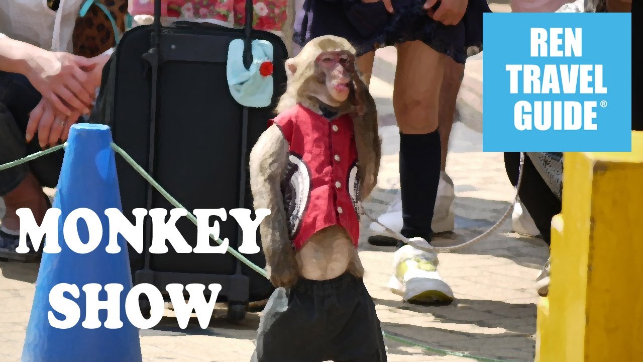 Monkey Show in Japan - Ren Travel Guide Travel Video - YouTube