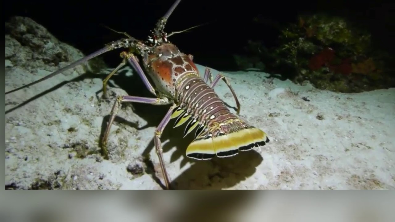 mr pinchy goes to hollywood final - YouTube