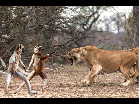 Monkeys battles with lions endless - see ! Blue - YouTube