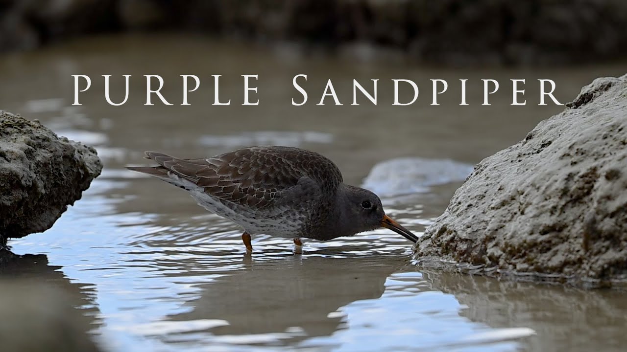 Birds: Purple Sandpiper, Dunlin, Ruddy Turnstones #birds #birdwatching ...