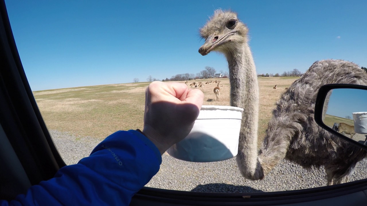 Ostrich Attack - YouTube