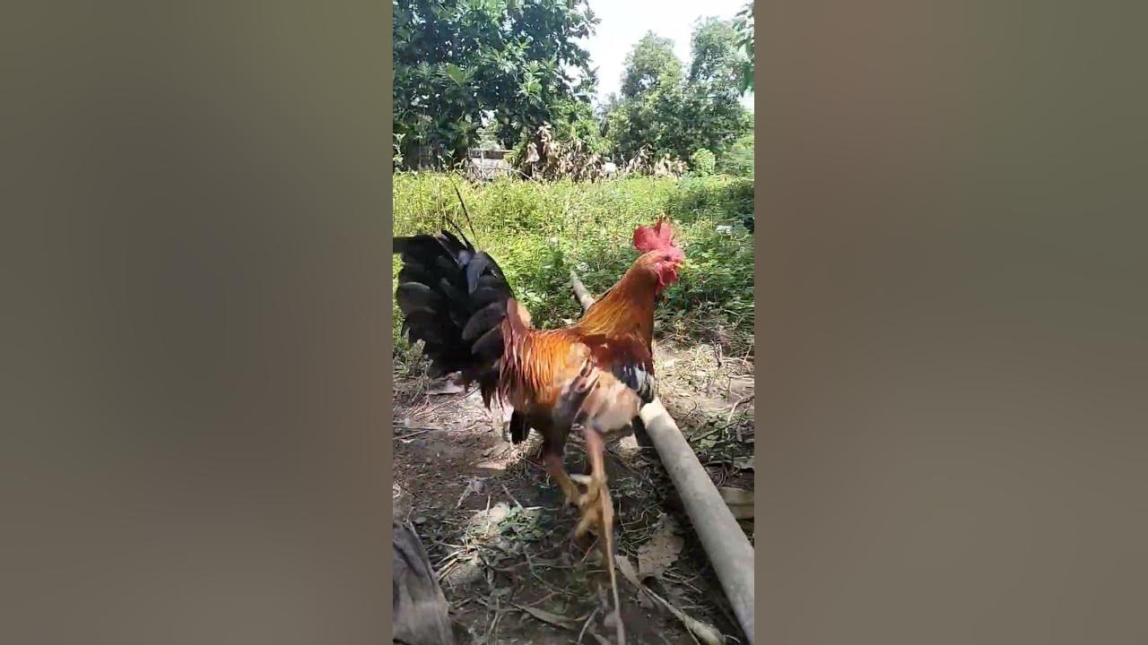 Ayam Kate Hasil Kawin Silang Dengan Bangkok Shorts Youtube