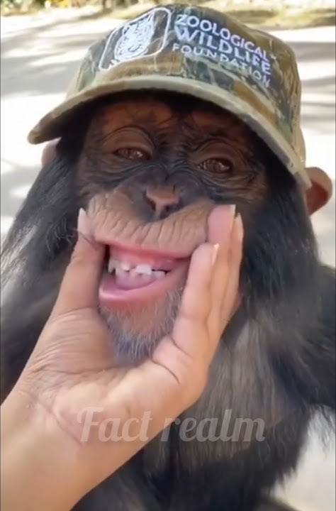 Photographic memory of Chimpanzee 🦍 #animalfacts #facts #shorts #hindifacts - YouTube