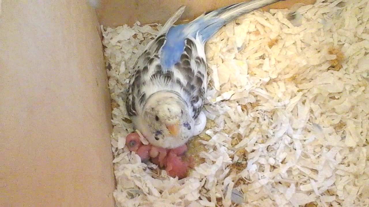 3 New Born Baby Parakeet Hatchlings. Skittles and Beauty's Little ...