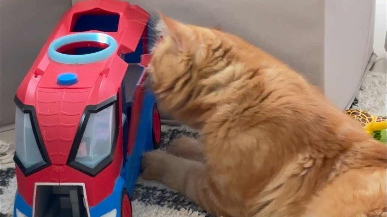 Cute Ginger Persian cat plays with Spider-Man car 😍😍😍 - YouTube