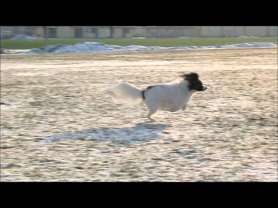 Papillon running slow motion - YouTube