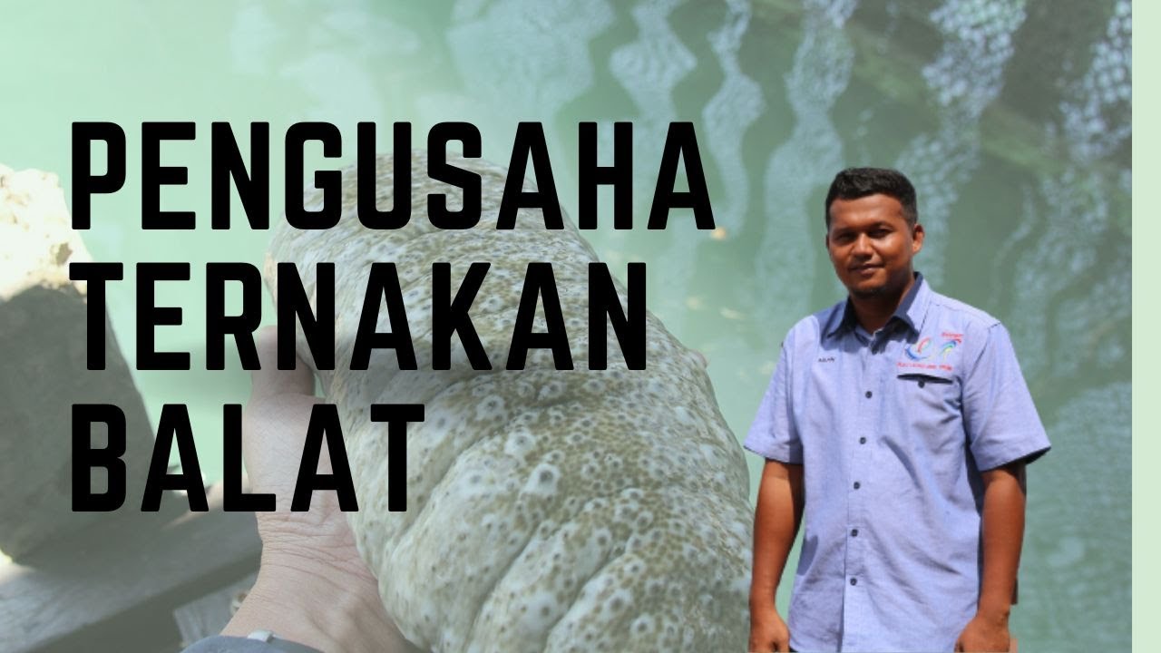 ADA APA DI PULAU GAYA? l BALAT l TERNAKAN BALAT l ECHINODERM SABAH l ...