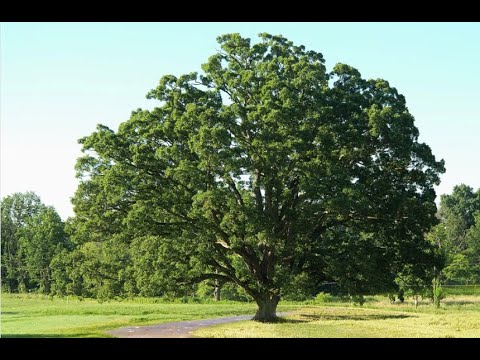 What is the northernmost tree in the world? - YouTube