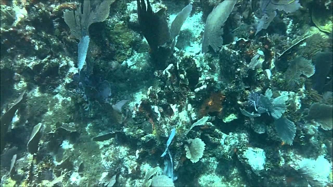 Snorkeling John Pennekamp Park Dry Rocks (Statue of Christ) (May 2011 ...