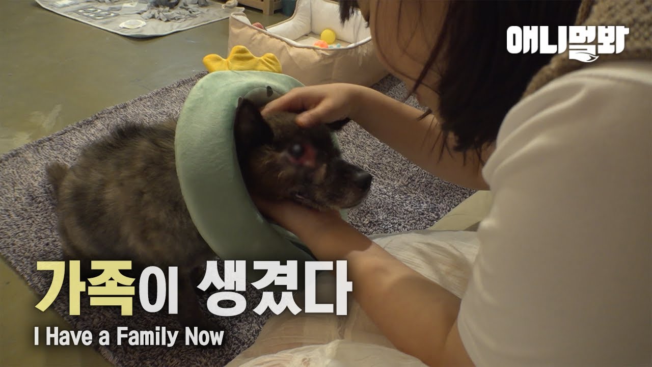 혼자였던 강아지에게 가족이 생기자..ㅣA Loner Dog Gets A Family And... - YouTube