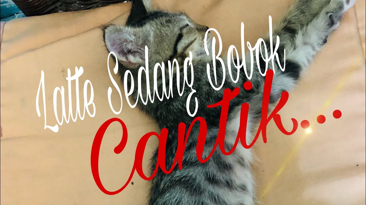 Latte Kucing AL Sedang Bobok Cantik Gaess#kucingimut #kucinglucu # ...