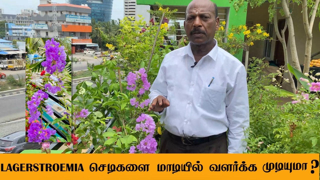 How to Grow Lagerstroemia Plants in Terrace Garden? - YouTube
