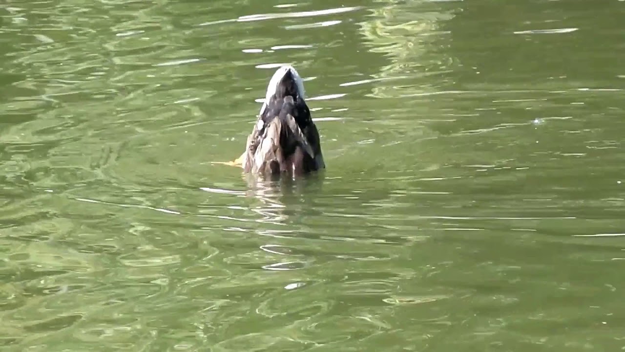 Las técnicas y habilidades del pato - YouTube