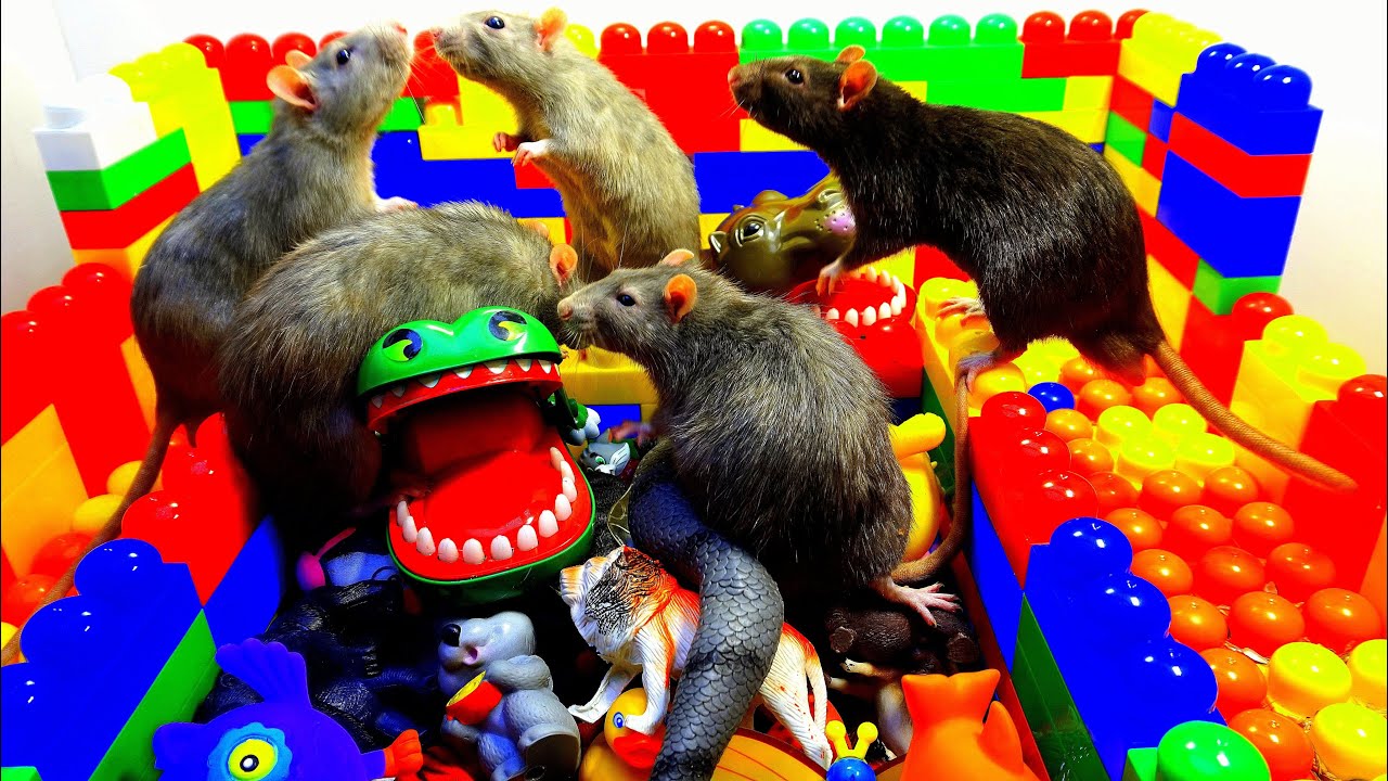 Learn Animals Names | Education Video | Toys For Kids| House Rats| For ...