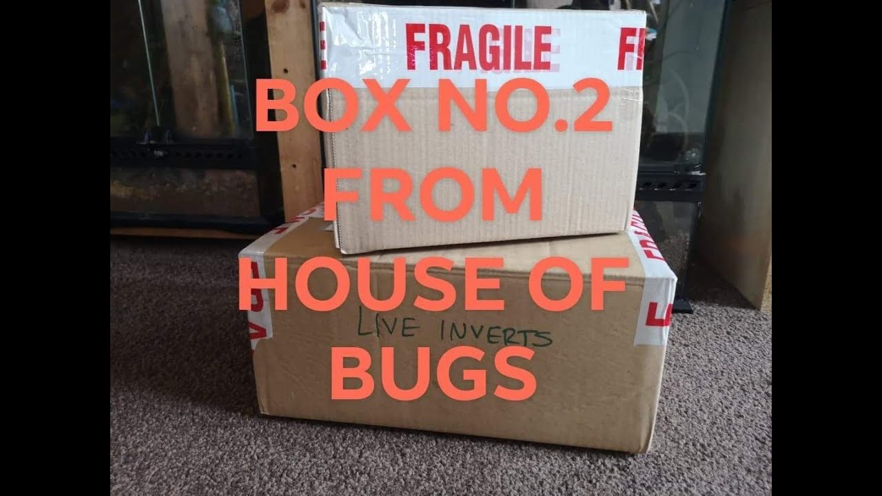 BOX NO.2 - FROM HOUSE OF BUGS - YouTube