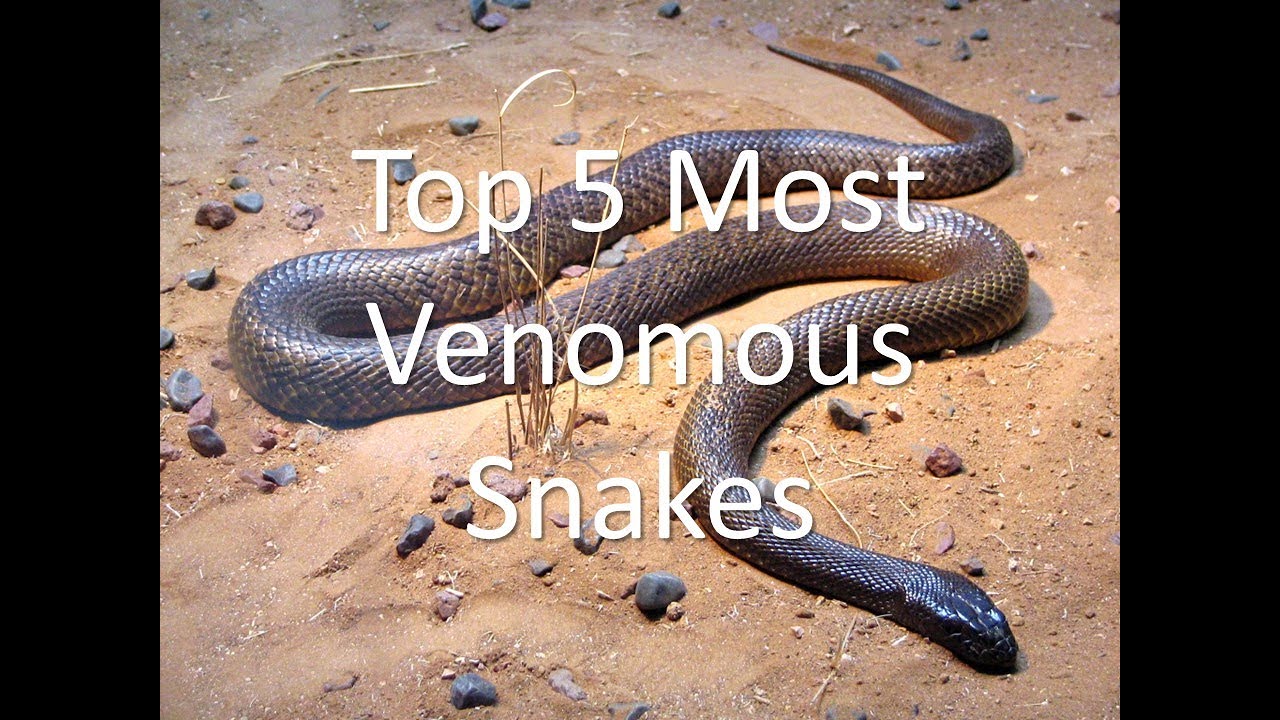 Top 5 Most Venomous Snakes - YouTube