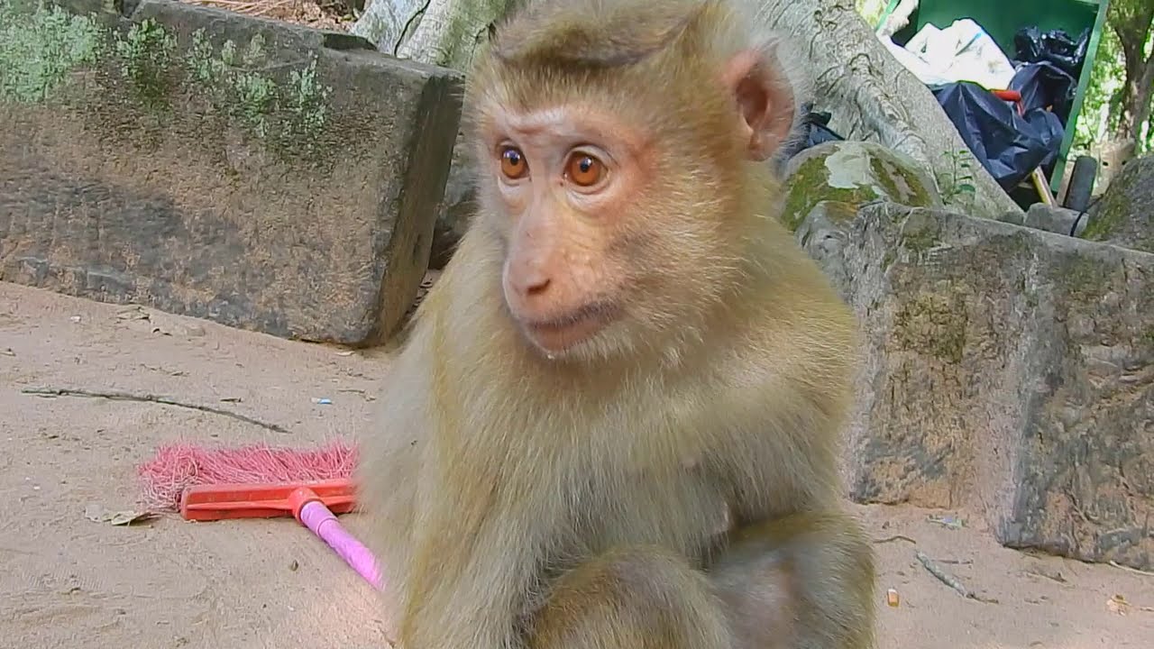 Monkey Rose today - YouTube