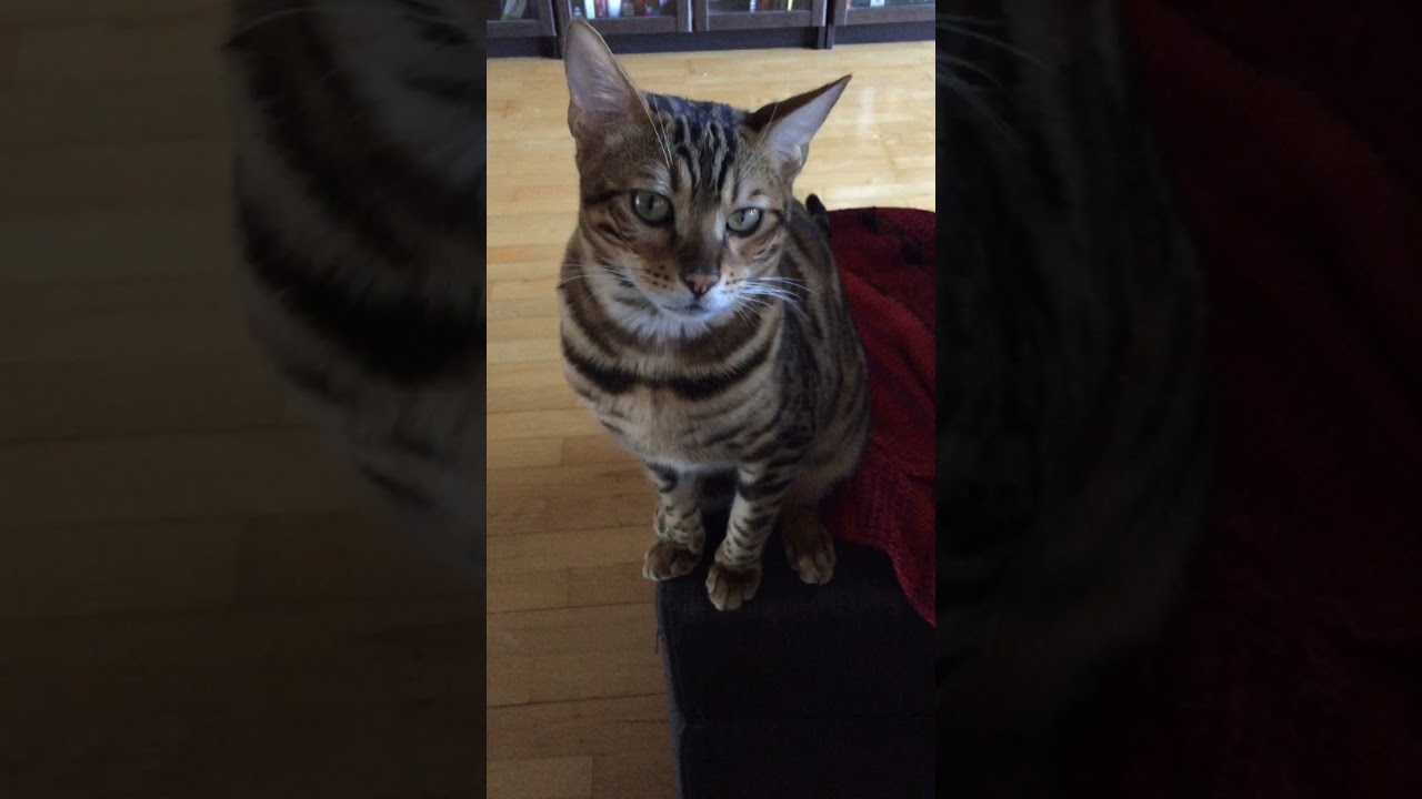 Bengal Cat Scared To The Grudge Sounds - YouTube