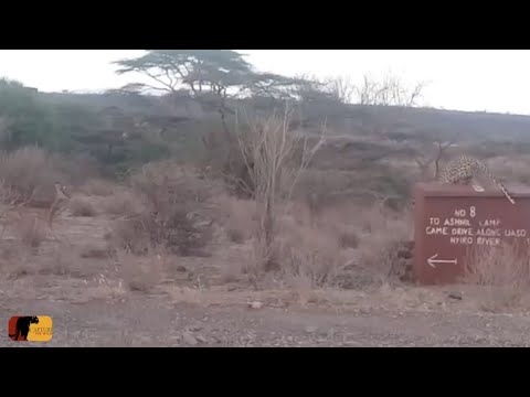 Leopard FLIES through the air to surprise and catch Impala!!! - YouTube