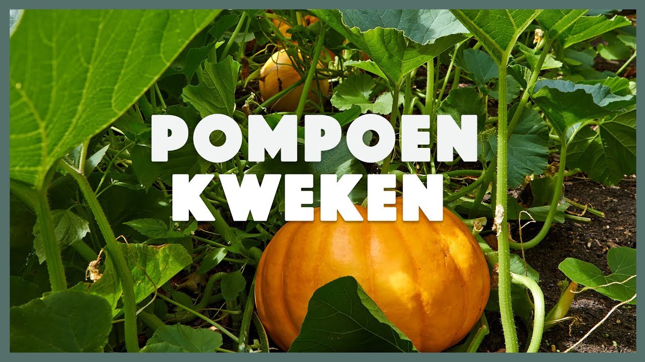 Pompoenen kweken: makkelijke en snelle tip!s I Angelo Dorny - YouTube