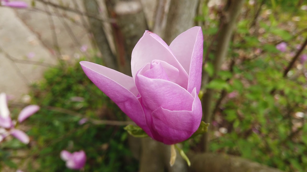 BLOOMING IN THE BLUEGRASS REGION - YouTube