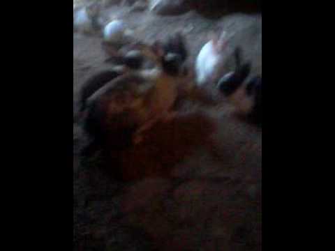 Dovsanlarin yemek ani