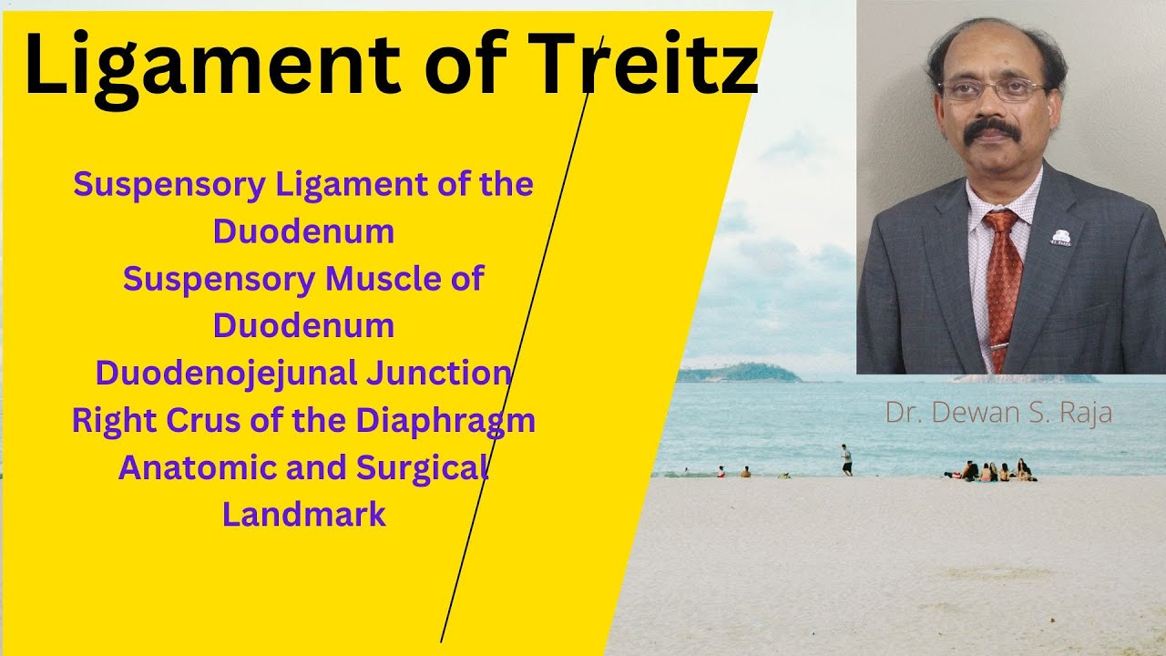 Ligament of Treitz - YouTube