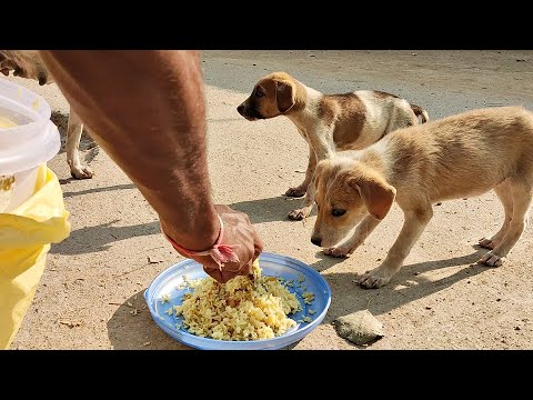 Homemade food for my lovely street dogs - Big family #Dogoftheday - YouTube