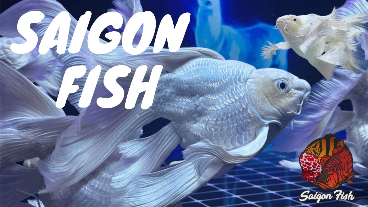 Saigon Fish | Cá chép sư tử super short trắng hàng nhập khẩu tuyển phẩm ...