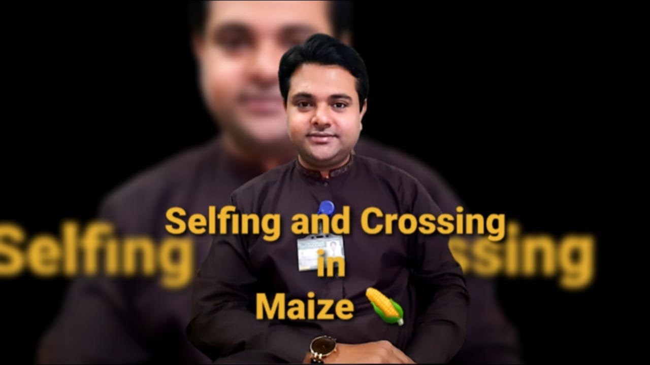 Selfing and Crossing in Maize |Corn pollination| - YouTube