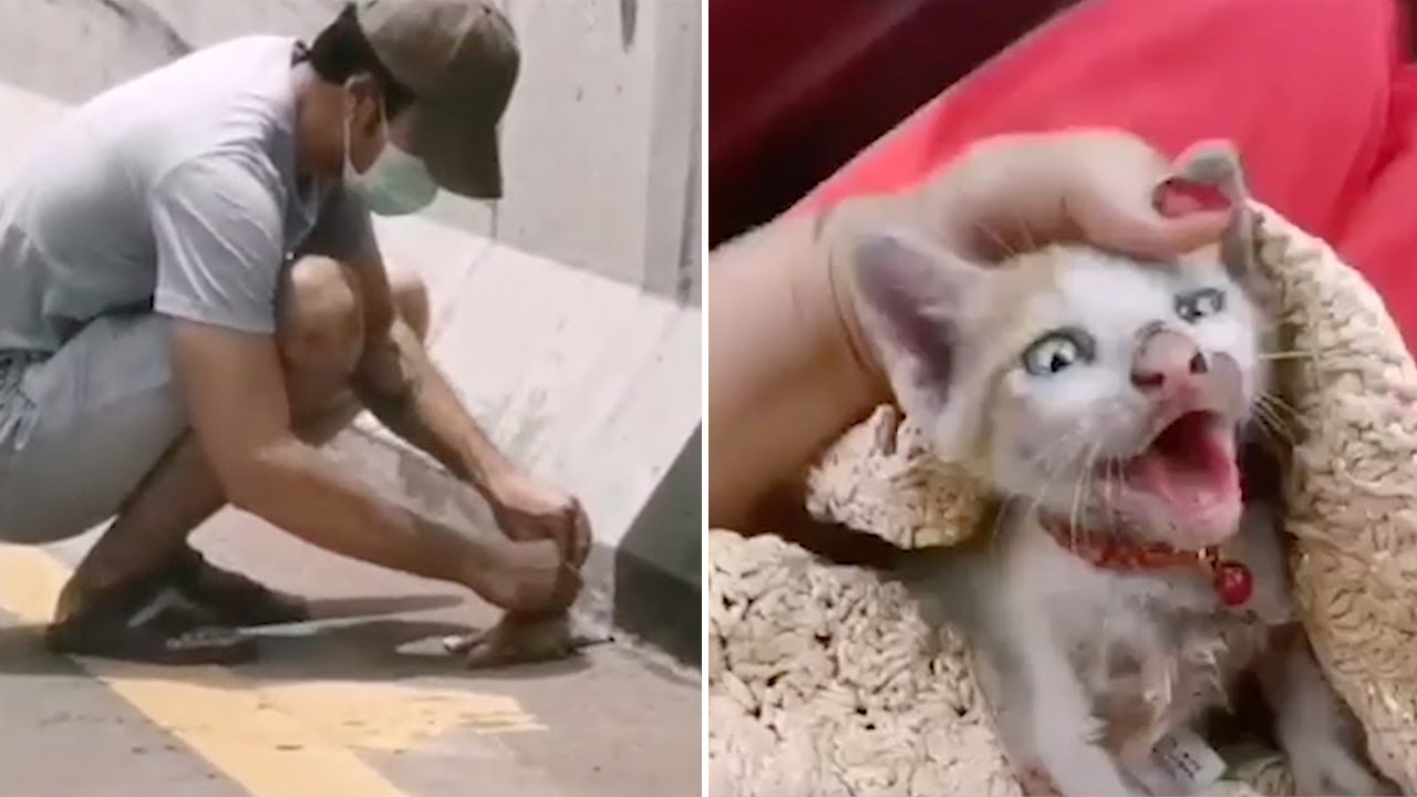 Driver Rescues Injured Kitten From Busy Motorway - YouTube