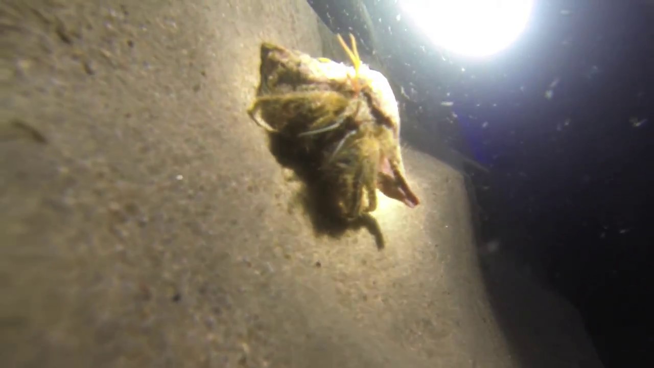 Redondo Beach Night Dive - July 12, 2017 - YouTube