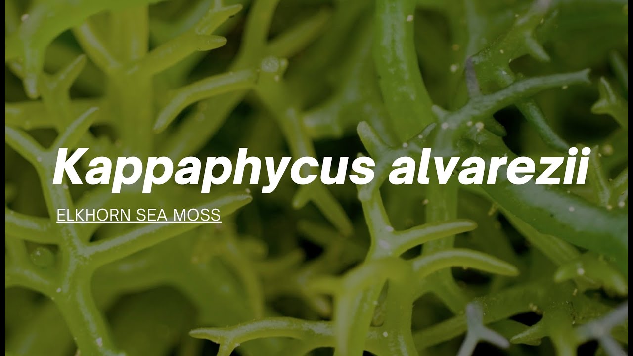 Kappaphycus alvarezii - YouTube