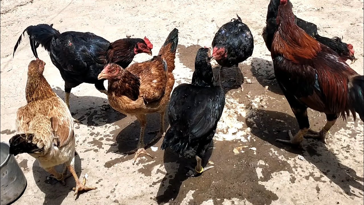 New Aseel Murghi Le Aae 😍 // Beautiful Birds 🥰 - YouTube