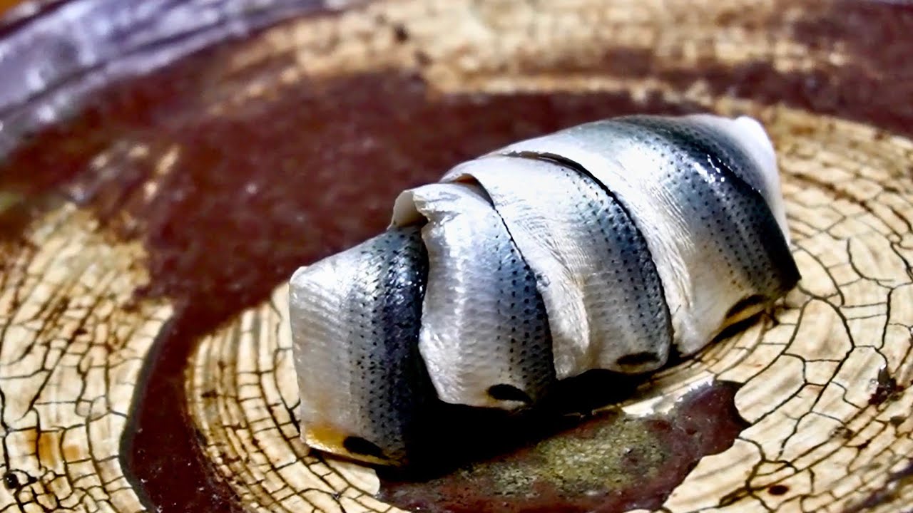 Shinko (baby gizzard shad) sushi [How to fillet Shinko and make sushi ...