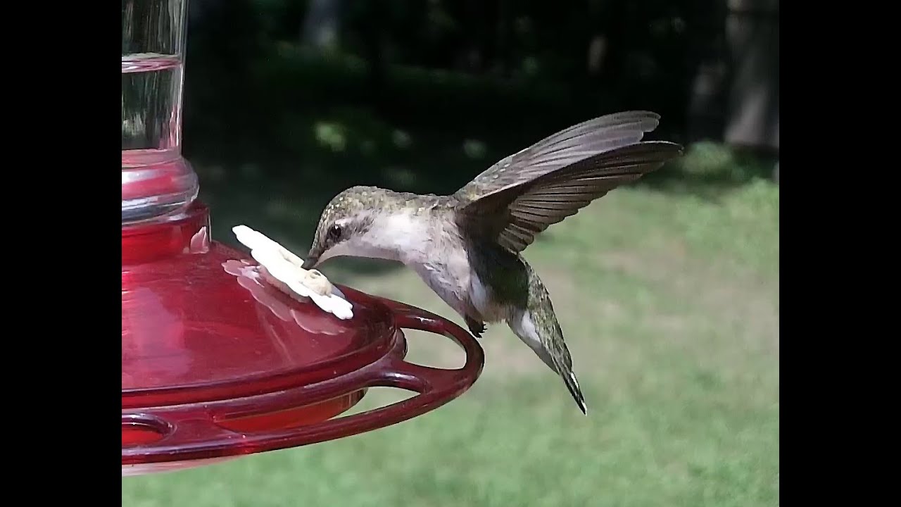Hummingbird at 1/5000 second shutter speed. Shown real time and also at ...