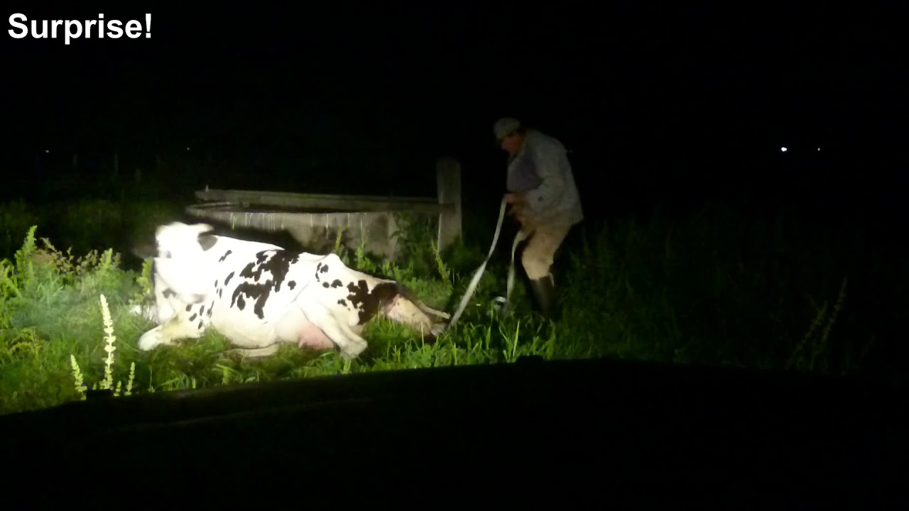 Assisted cow birth (calving) - YouTube