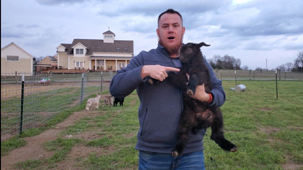 How to catch a goat 🐐 - YouTube